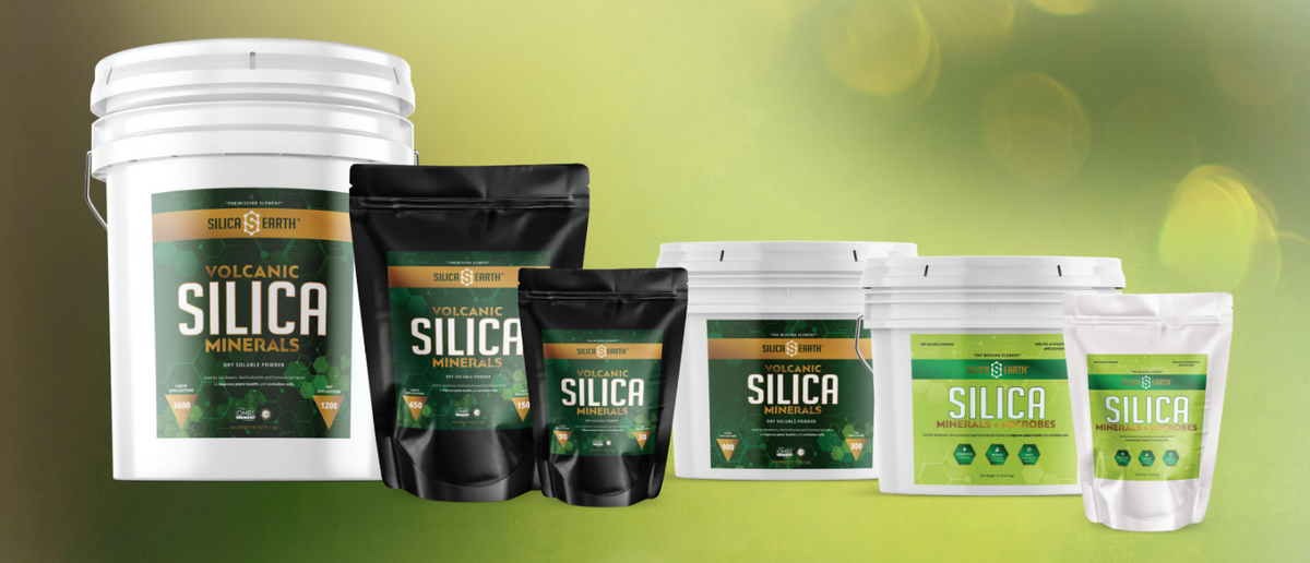 Featured Collection – Silica Earth